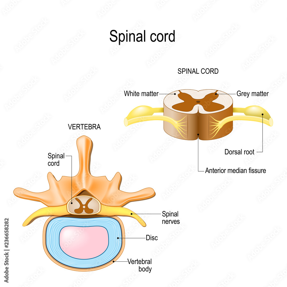 section of the human vertebral column and cross-section of spinal cord ...