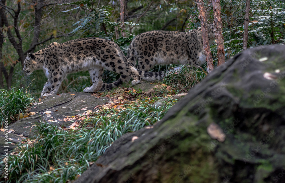 Iconic Spots on a Pair of Snow Leopards in a Field Stock Photo | Adobe ...