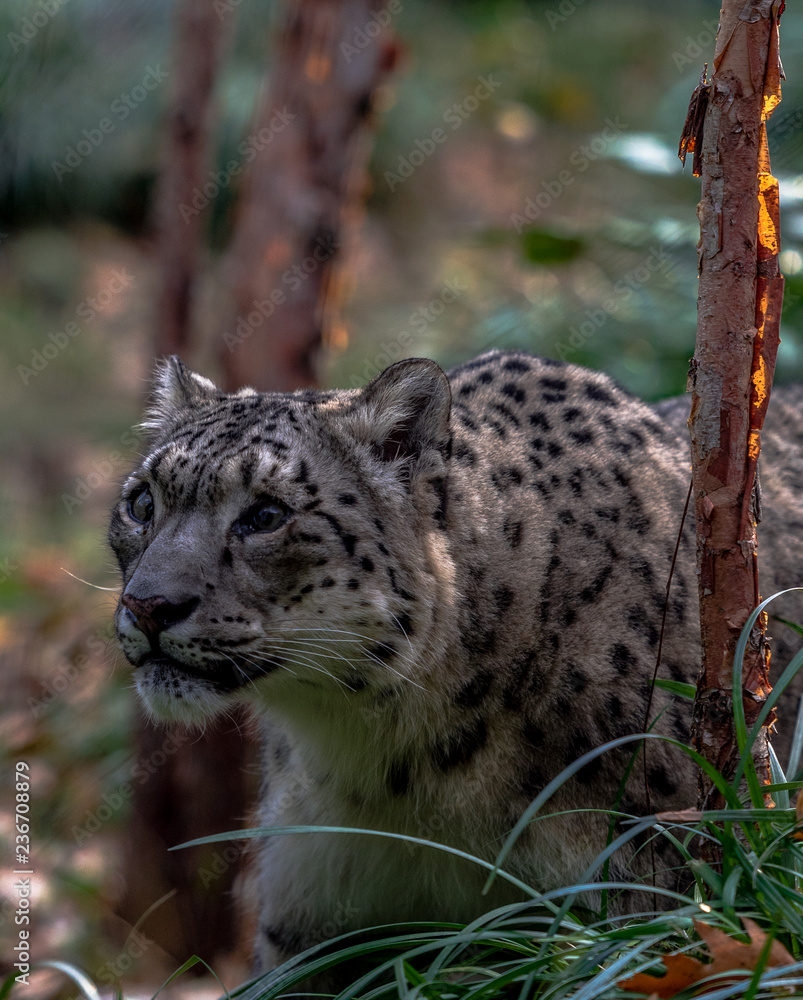Iconic Spots on a Snow Leopard in a Field Stock Photo | Adobe Stock