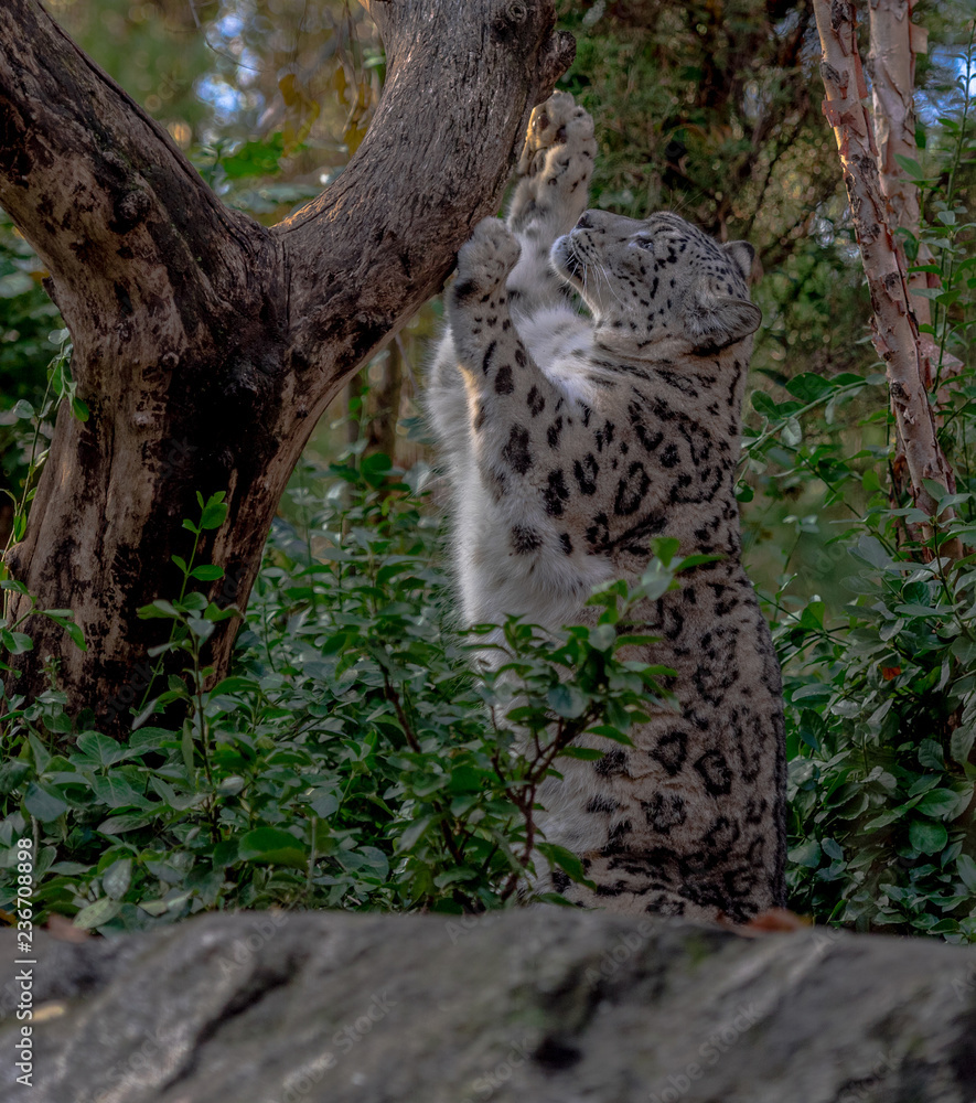 Iconic Spots on a Snow Leopard Reaching Into a Tree Stock Photo | Adobe ...