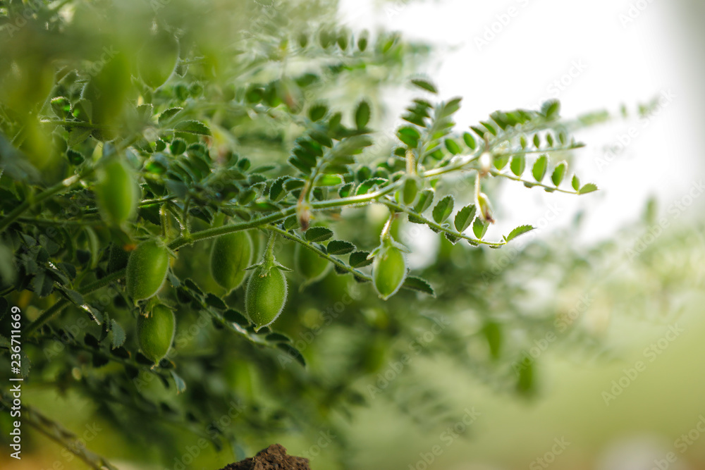 Fresh Green Chickpeas field , Chick peas also known as harbara or ...