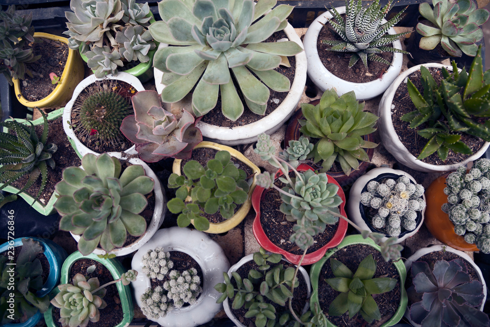 Indoor Cactus Cute