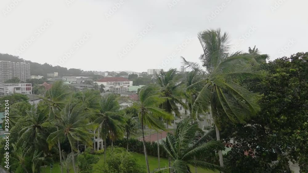 Coconut tree in storm. Palm tree thrashing in depression storm and ...