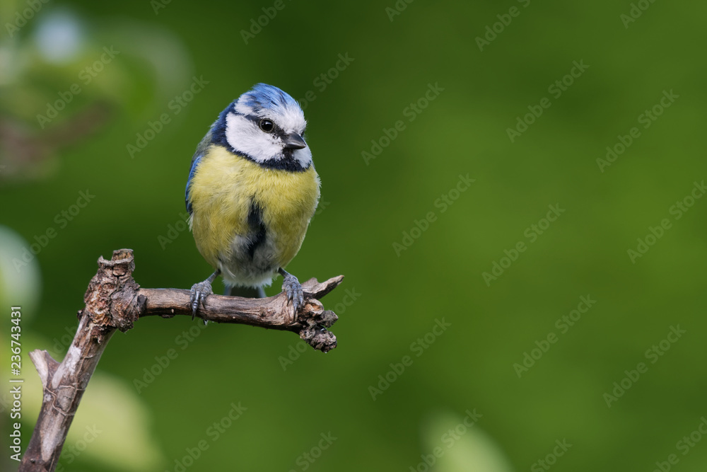 Blaumeise Stock Photo | Adobe Stock