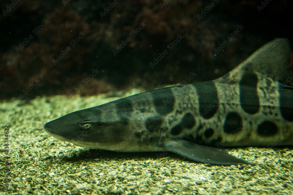 Leopard shark (Triakis semifasciata), coral reef fish, Salt water ...