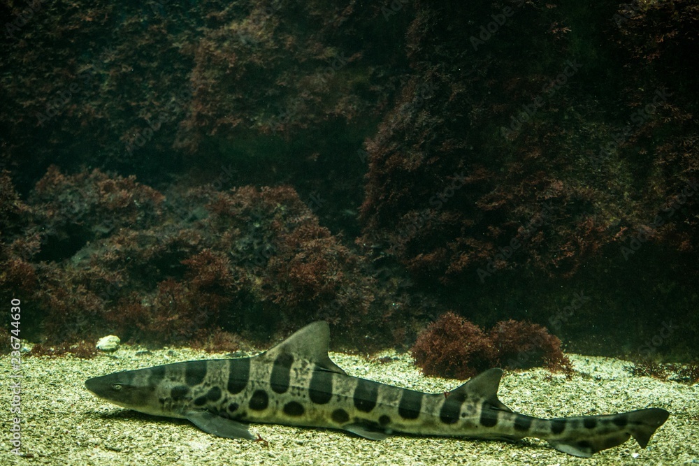 Leopard shark (Triakis semifasciata), coral reef fish, Salt water ...