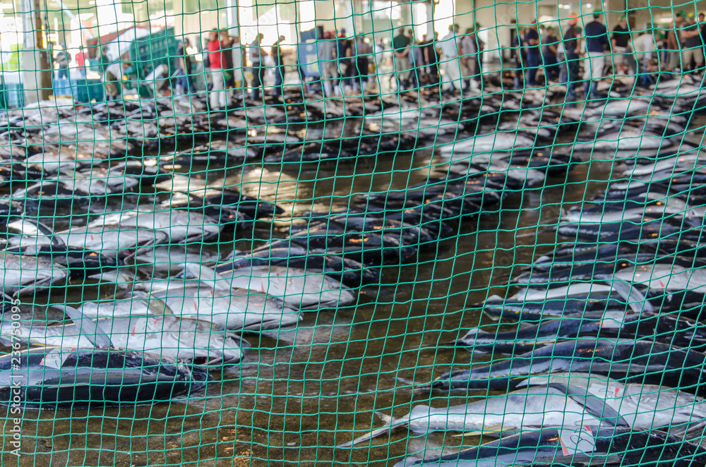 Tuna fish on japanese fish market lying in a hall on the ground in ...
