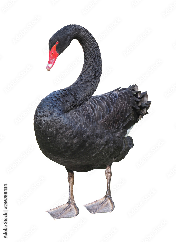 African Swan