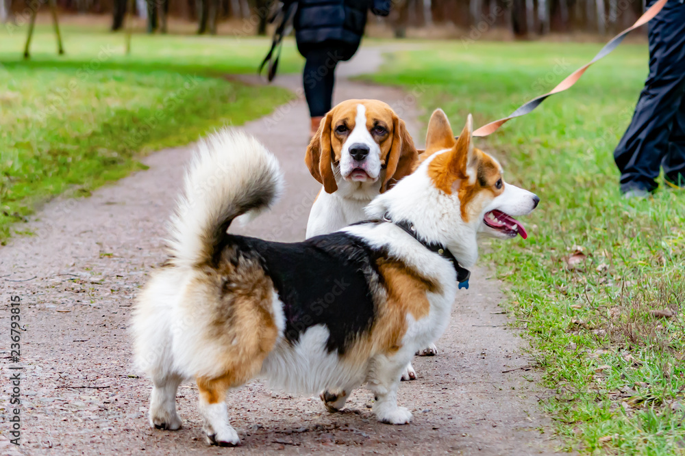 Are Corgis Dog Aggressive