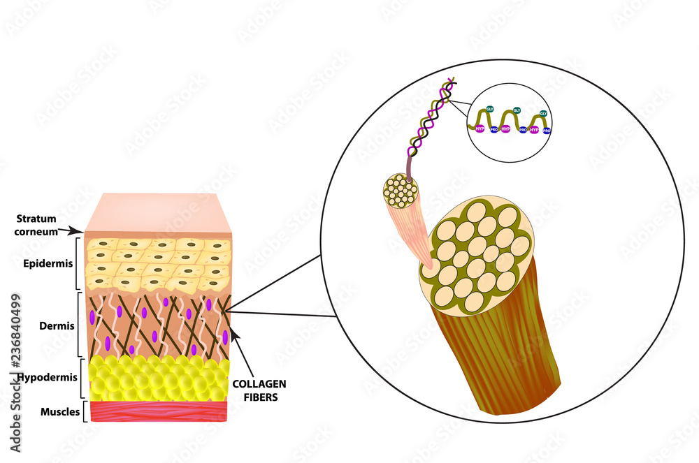 Collagen structure. The structure of the skin. Infographics. Vector ...