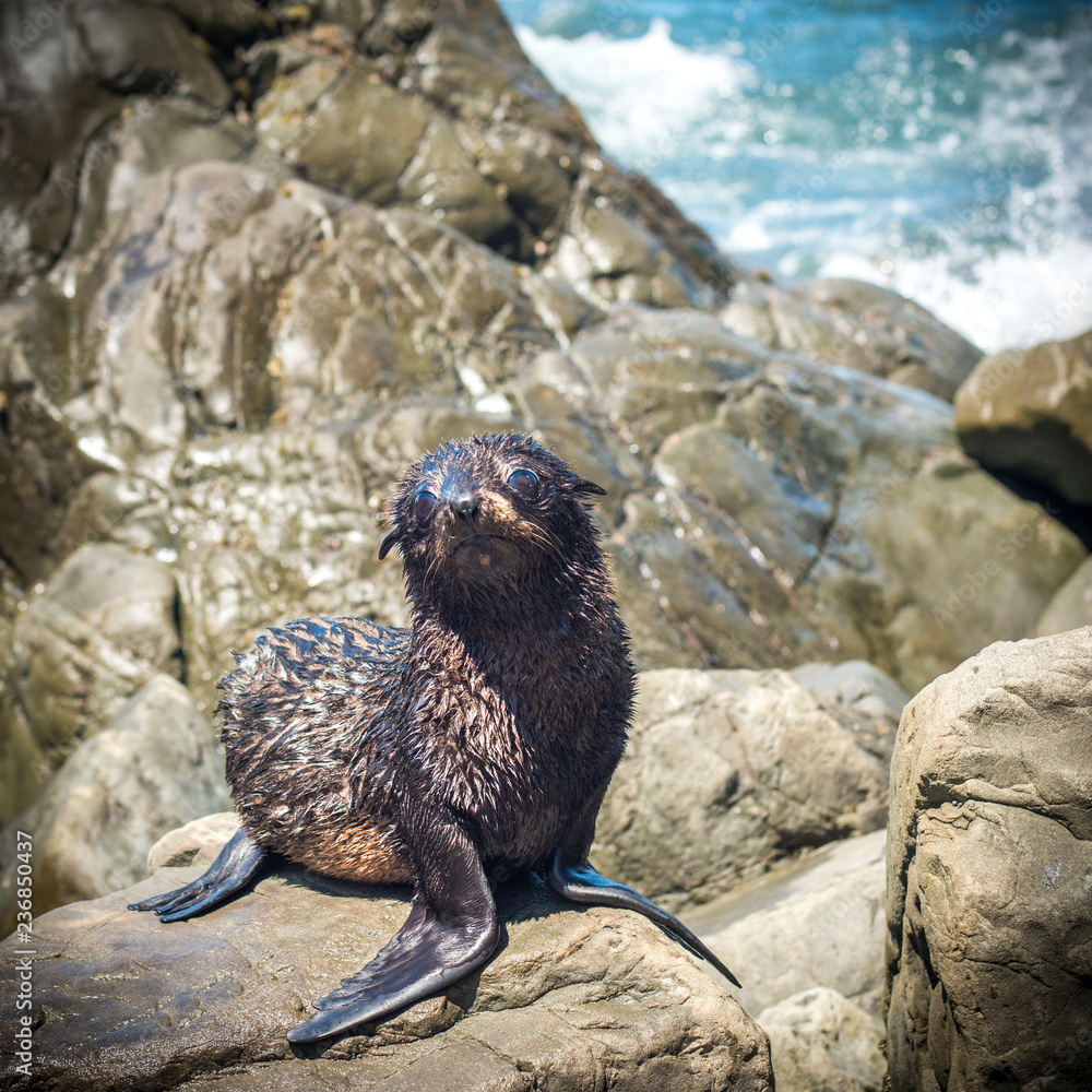 Beautiful, magnificent wild seal sunbathing on the south island beach ...