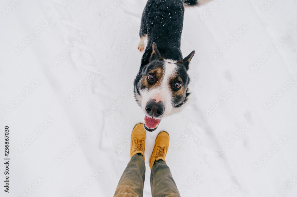 Portrait from above of kind human`s friend - faithful dog looking up at ...