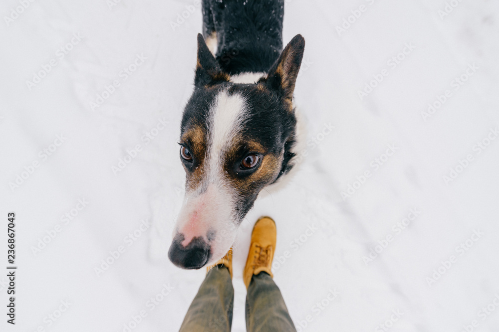Portrait from above of kind human`s friend - faithful dog looking up at ...