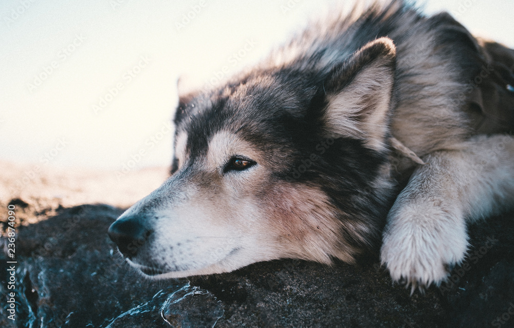Husky Wolf Mix