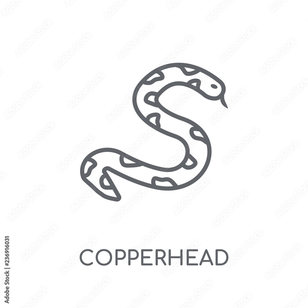copperhead linear icon. Modern outline copperhead logo concept on white ...