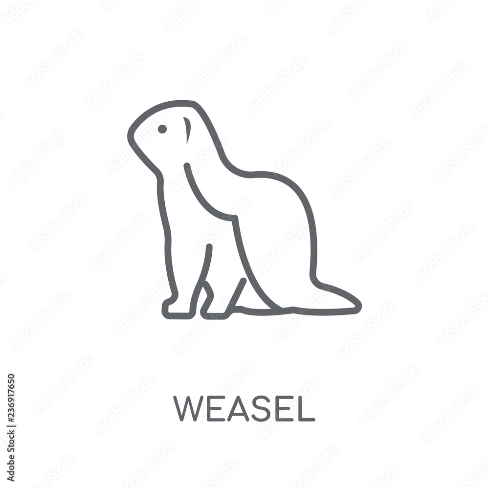 weasel linear icon. Modern outline weasel logo concept on white ...