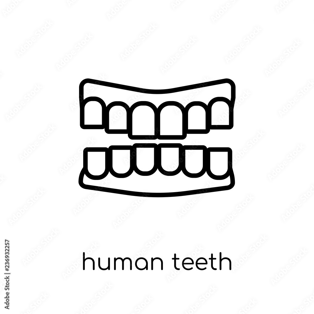 Human Teeth icon. Trendy modern flat linear vector Human Teeth icon on ...