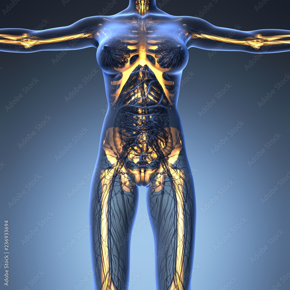 science anatomy of human body in x-ray with glow skeleton bones Stock ...