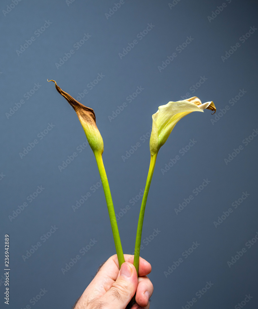 Man hand holding two dead calla flower against colorful background ...