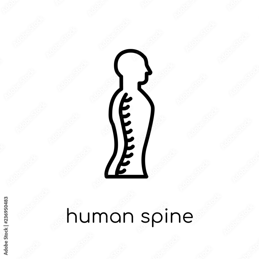 Human Spine icon. Trendy modern flat linear vector Human Spine icon on ...