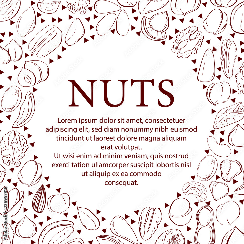 Nuts collection drawings. Sketches. Hand-drawing. Vector illustration ...