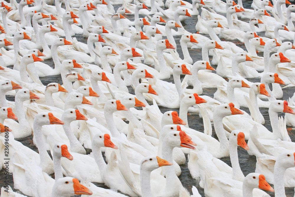 goose Stock Photo | Adobe Stock