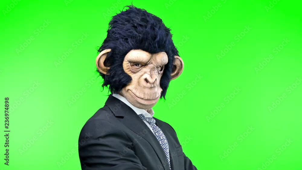 Monkey man on green screen chroma key background Stock Video | Adobe Stock