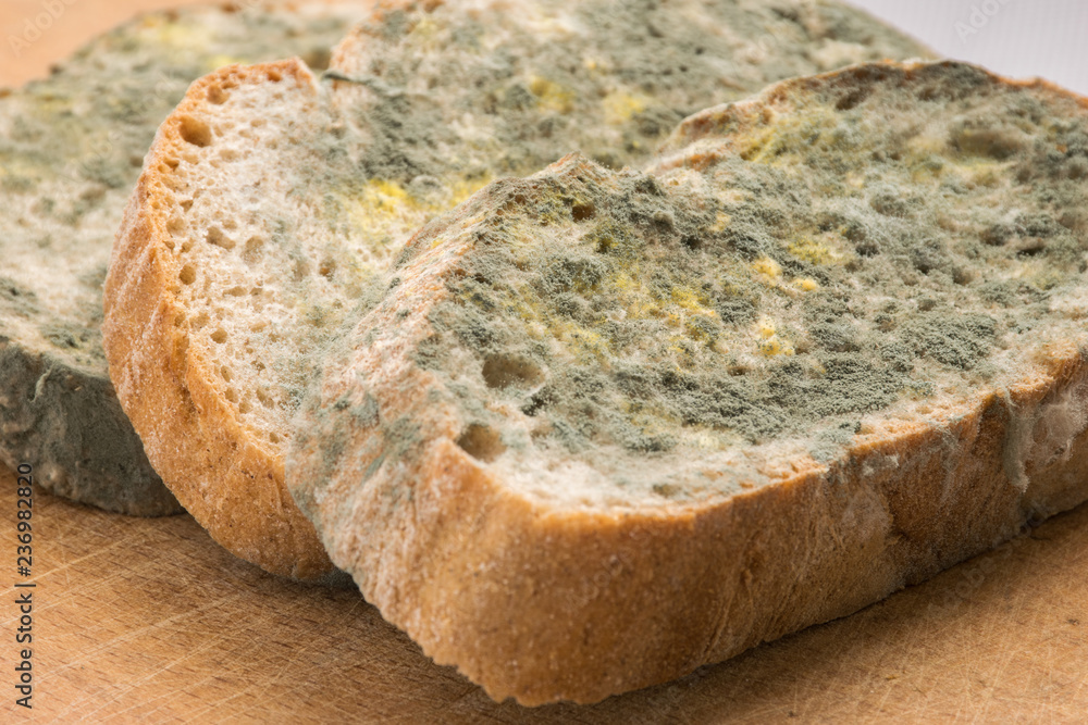 Mold growing rapidly on moldy bread in green and white spores Stock ...