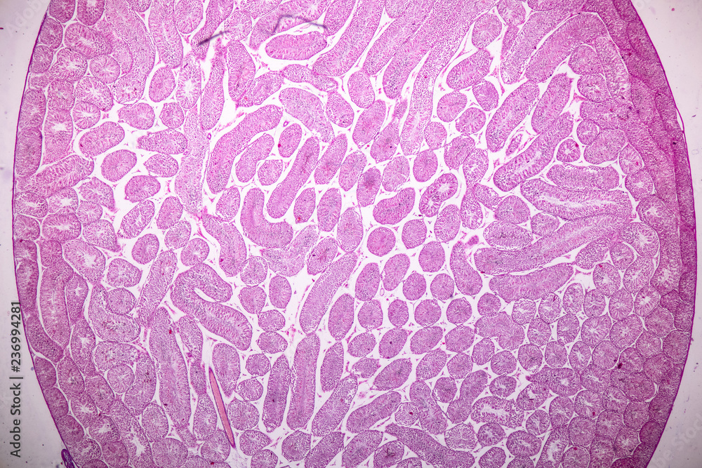 Cross Section Of Testis Tissue Under The Microscope For Education