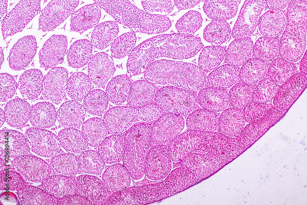 Cross section of Testis tissue under the microscope for education ...