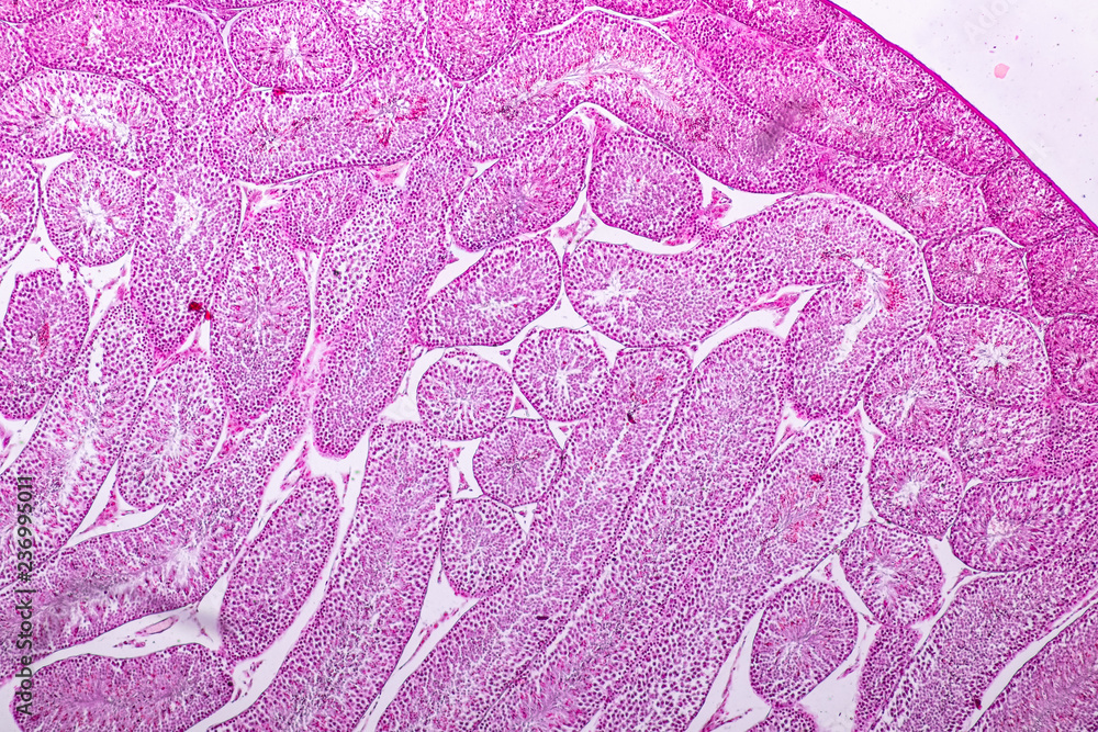 Cross section of Testis tissue under the microscope for education ...