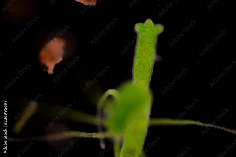 Hydra is a genus of small, fresh-water animals of the phylum Cnidaria ...