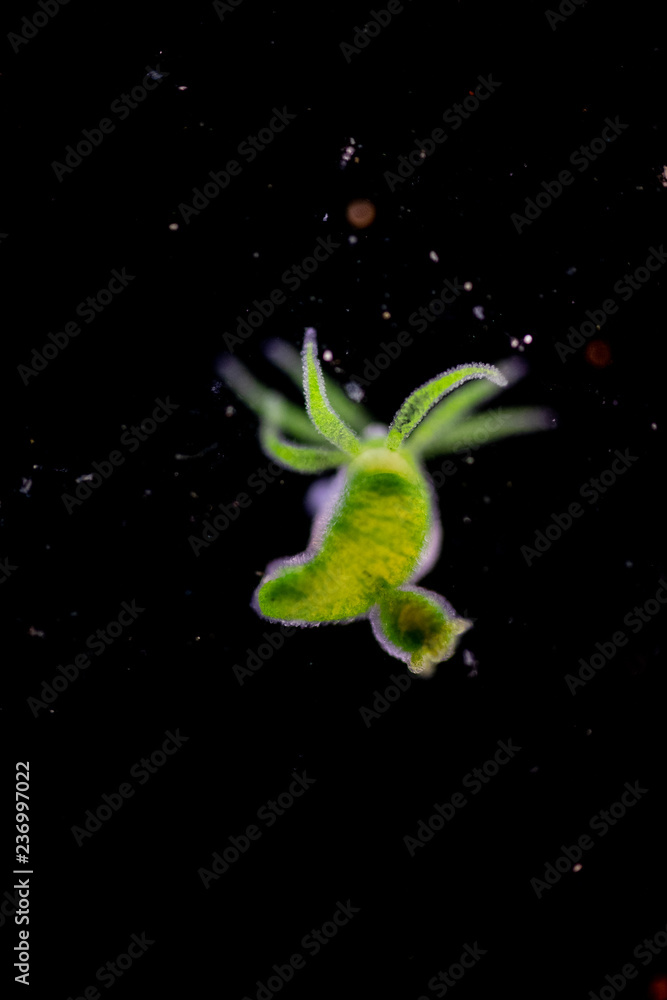 Hydra is a genus of small, fresh-water animals of the phylum Cnidaria ...