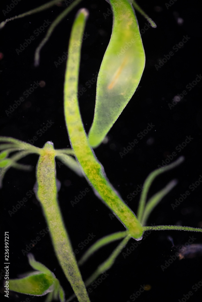 Hydra is a genus of small, fresh-water animals of the phylum Cnidaria ...