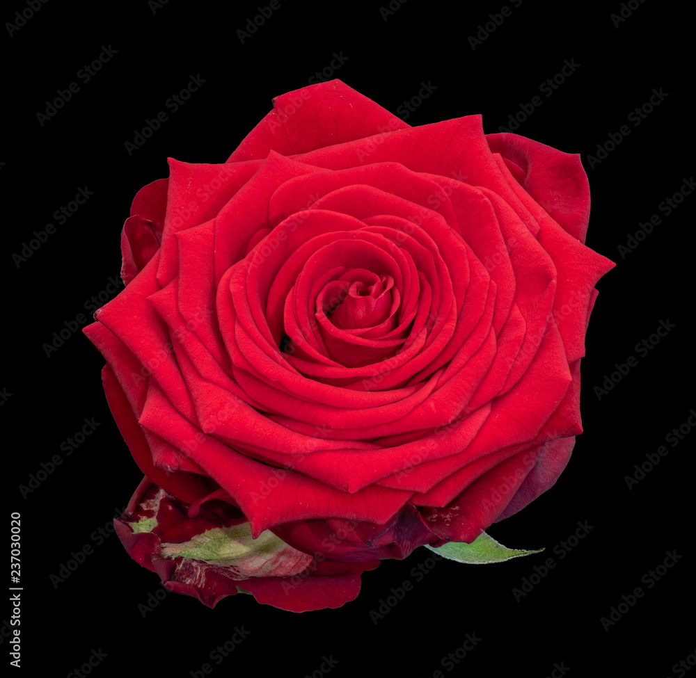 Romantic Single Rose