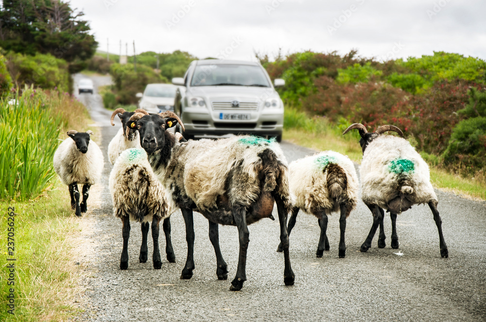 Traffic jam in Ireland Stock Photo | Adobe Stock