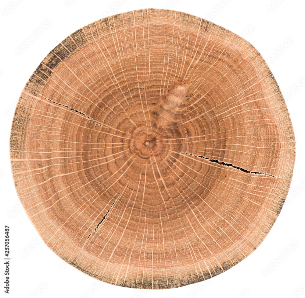 White Oak Tree Rings