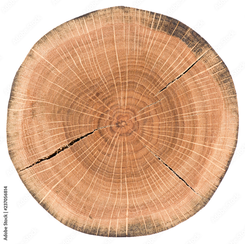 Oak tree slice. Round wood slab with annual rings and cracks isolated ...