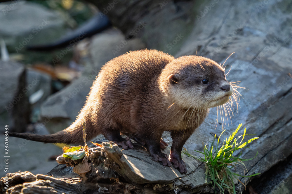 Young asian small-clawed otter (Amblonyx cinerea) also known as the ...
