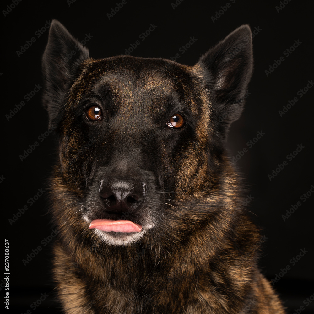 Black Dutch Shepherd
