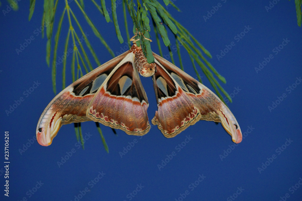 World's largest Moth. The Atlas Moth. Attacus Atlas. Chiang Mai ...
