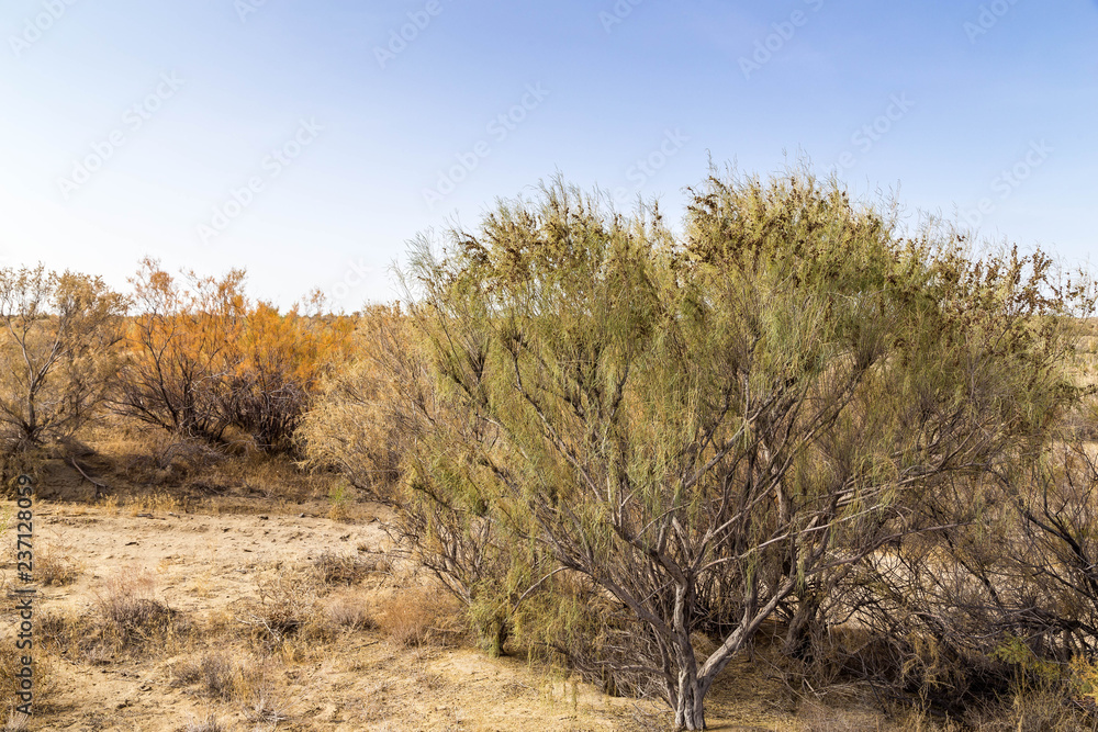 Haloxylon - Saxaul trees and bushes in a kazakh desert. Stock Photo ...