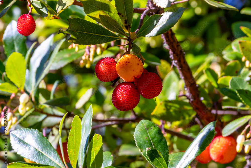 Arbutus Unedo Fruit