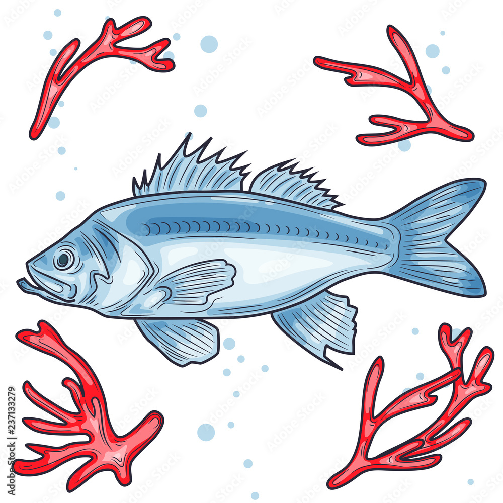 Vetor de Sea Bass. Vector illustration with refined details and ...
