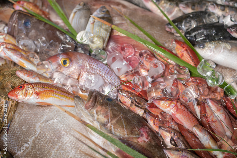 Lobster, octopus, red mullet, boops boops, sea bass, sea bream, white ...