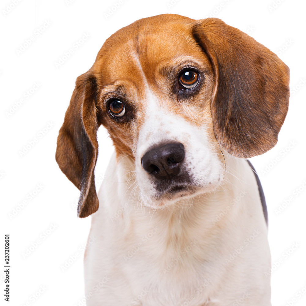 Beaglier Adult