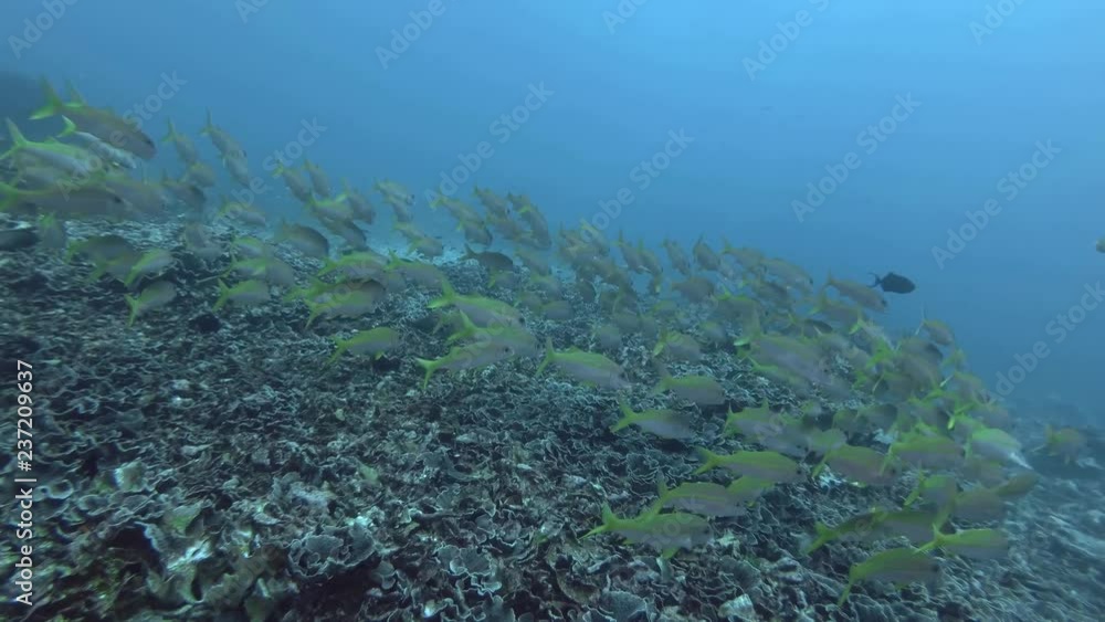 Large school of yellow Goatfish slowly swim in the blue water over ...