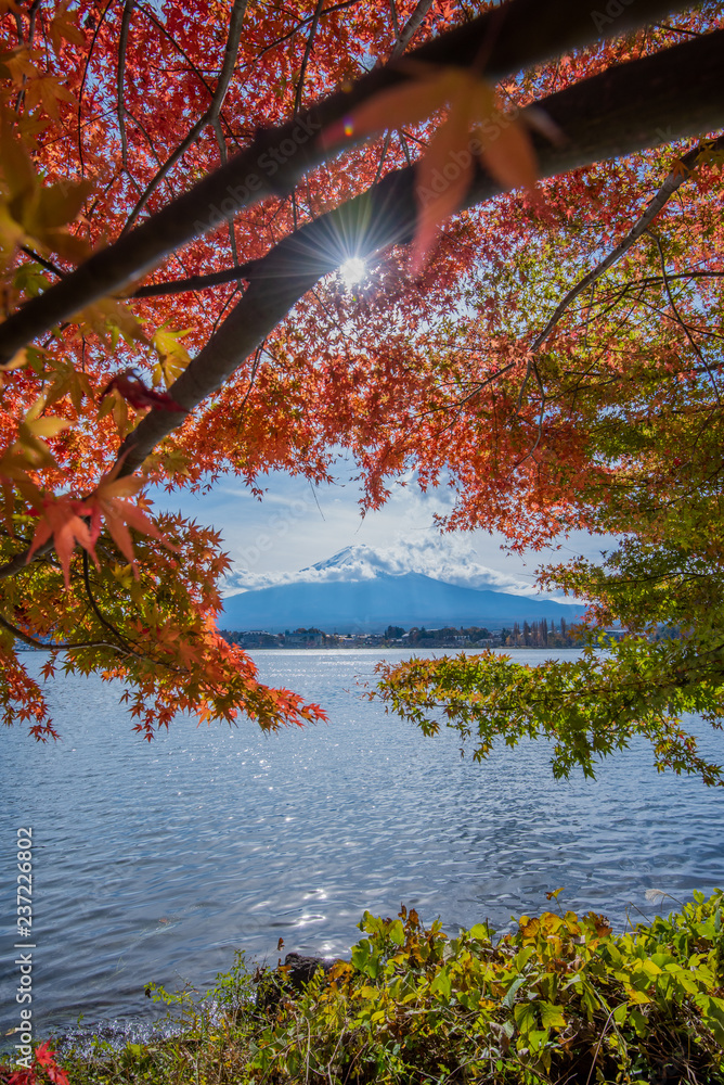 asia,autumn,autumn fuji,autumn japan,autumn tokyo,background,beautiful ...
