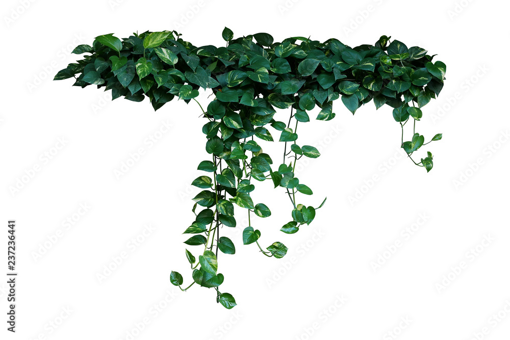 Heart-shaped green variegated leaves of devil’s ivy or golden pothos ...