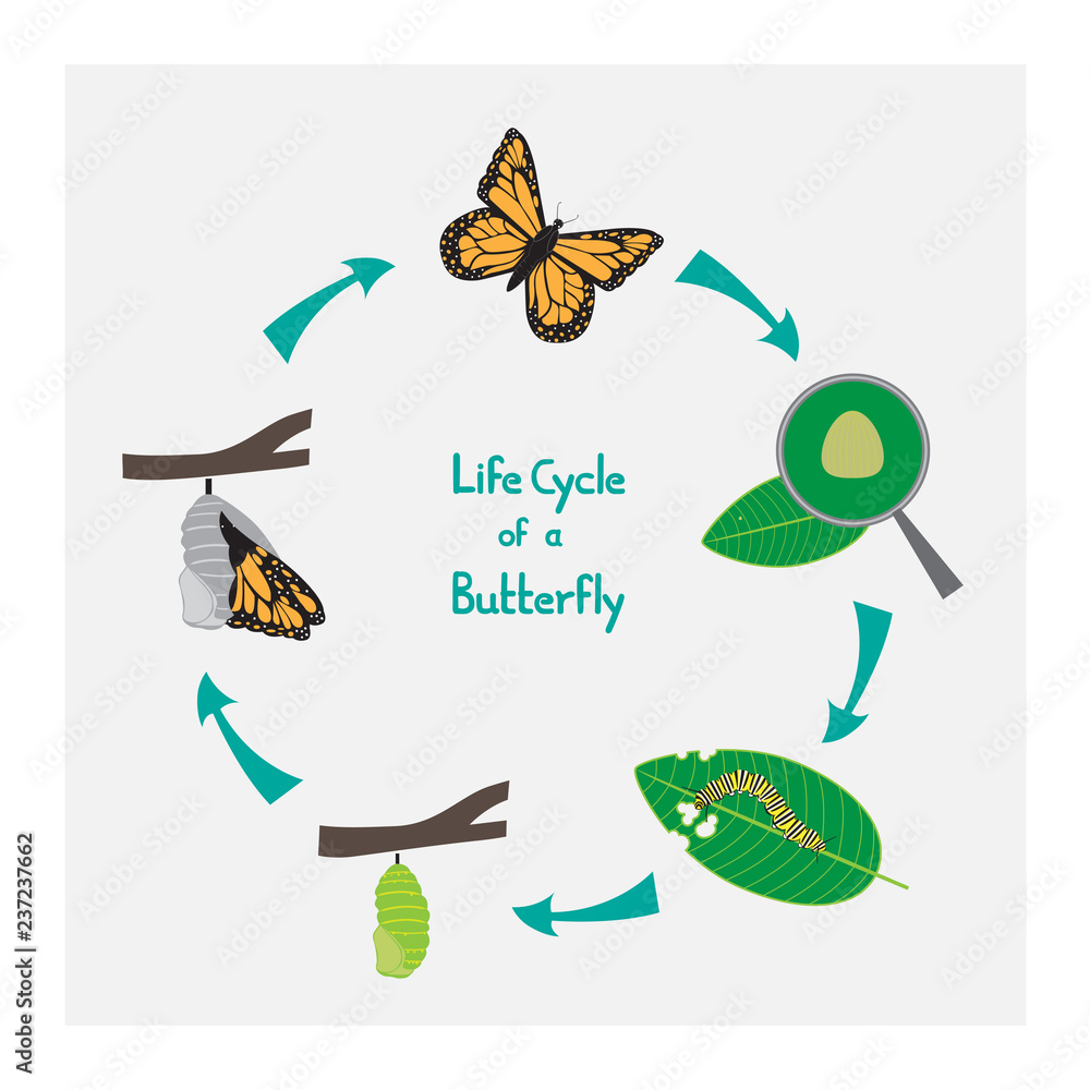 Life cycle of a Butterfly diagram Stock Vector | Adobe Stock